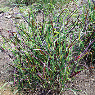 Panicum virgatum 'Ruby Ribbons' - Ruby Ribbons Switch Grass | hillennursery
