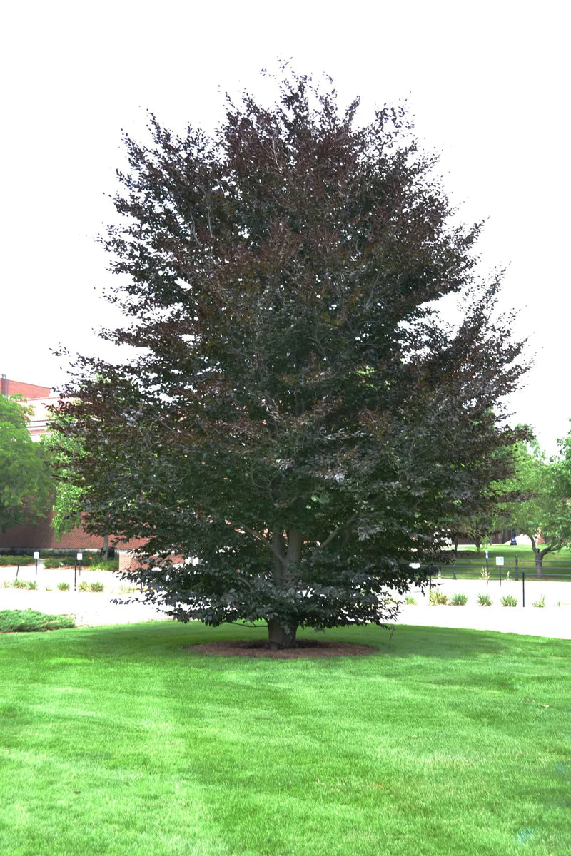 Fagus sylvatica 'Riversii' - Riversii European Beech | hillennursery