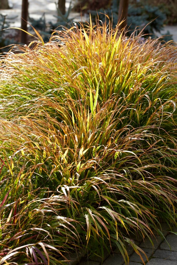Hakonechloa macra 'Beni-Kaze' - Red Wind Japanese Forest Grass ...