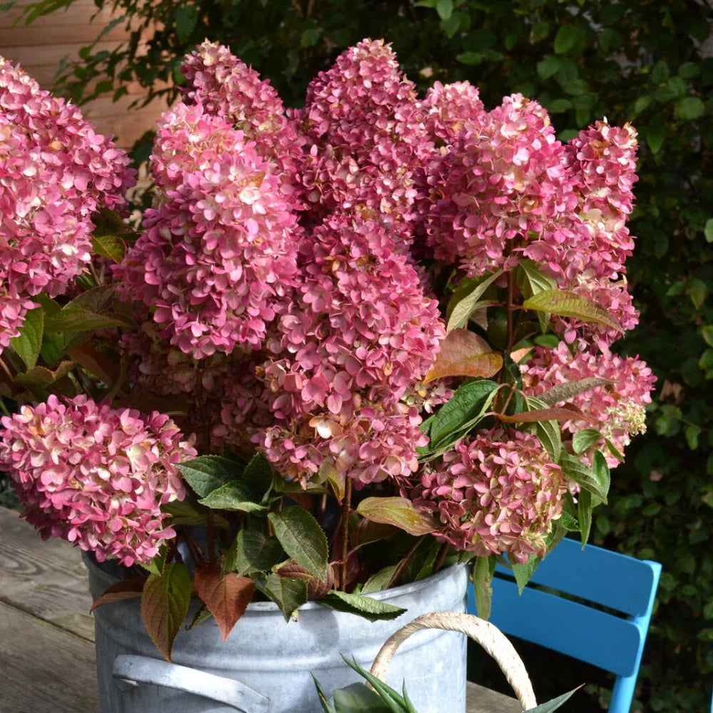 Hydrangea paniculata 'HYLV17522' Dragon Baby™ - Dragon Baby™ Hydrangea ...