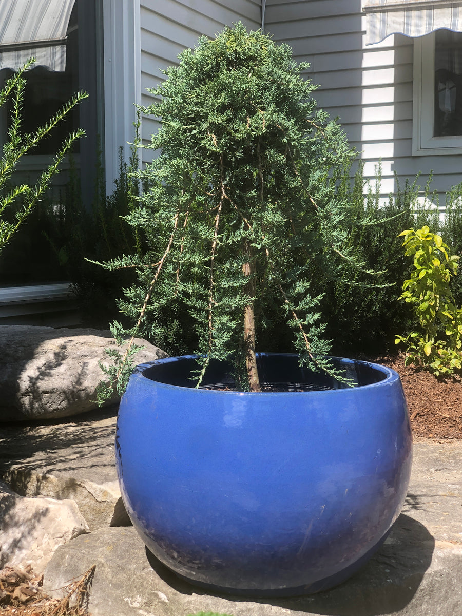 Juniperus horizontalis 'Bar Harbor' Standard - Bar Harbor Juniper ...