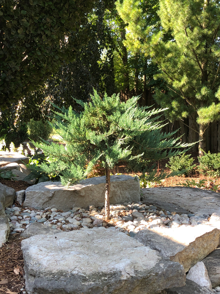 Juniperus horizontalis 'Blue Chip' Standard - Blue Chip Juniper ...