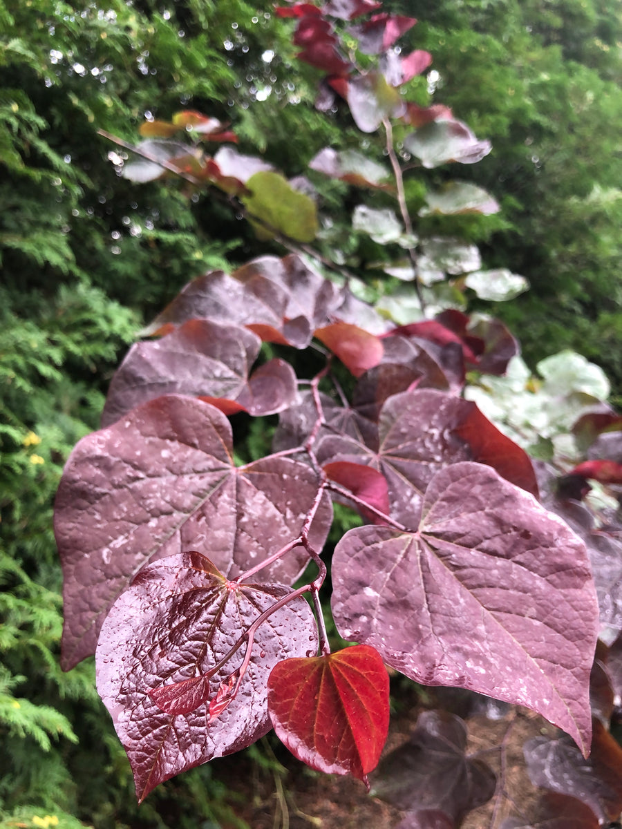 Cercis canadensis RNI-'RCC3' - Midnight Express™ Eastern Redbud ...