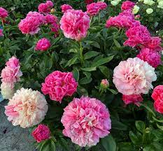 Paeonia 'Rome' - Rome Peony | hillennursery