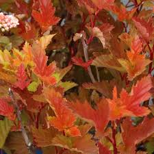 Physocarpus opulifolius 'Savannah Sunset' - Savannah Sunset™ Ninebark ...