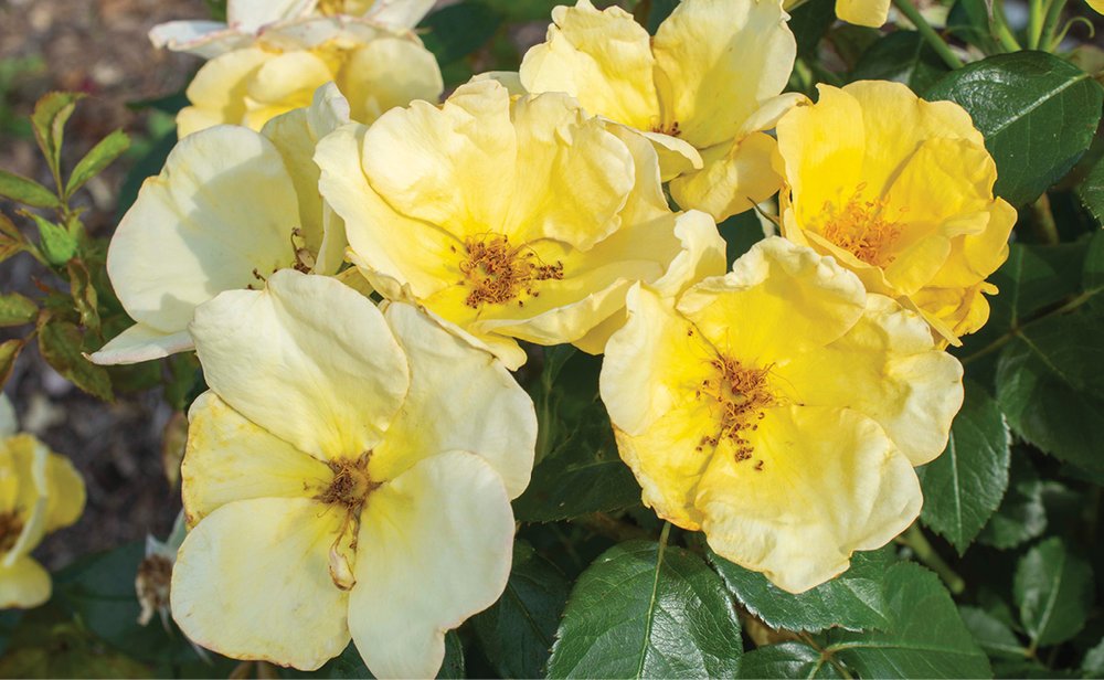 Rosa ‘SRPylwko’ Standard - Easy Bee-zy™ Knock Out® Rose Standard ...