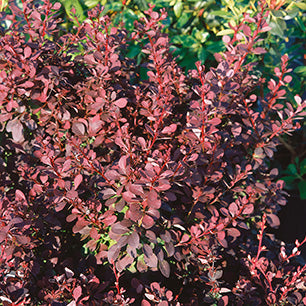 Berberis Thunbergii 'Bailone' - Ruby Carousel® Barberry | hillennursery