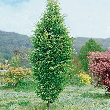 Carpinus betulus 'Frans Fontaine' - Frans Fontaine Pyramidal Hornbeam ...