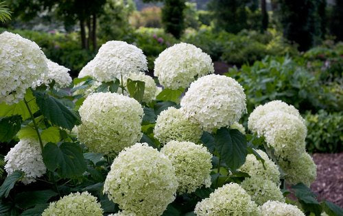 Hydrangea arborescens 'Abetwo' - Incrediball® Hydrangea | hillennursery