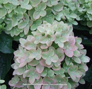 Hydrangea paniculata 'Jane' Standard - Little Lime™ Hydrangea Standard ...