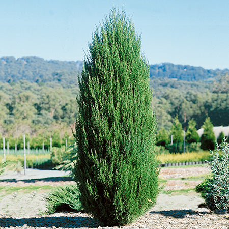 Juniperus chinensis 'Spartan' - Spartan Juniper | hillennursery