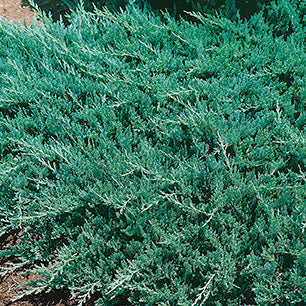 Juniperus Horizontalis 'Blue Chip' - Blue Chip Juniper | hillennursery