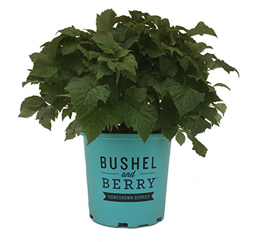 Rubus Idaeus 'NR7' - Bushel and Berry™ Raspberry Shortcake® Raspberry ...