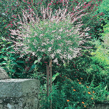 Salix integra 'Hakuro-Nishiki' Standard - Hakuro Nishiki Dappled Willo ...